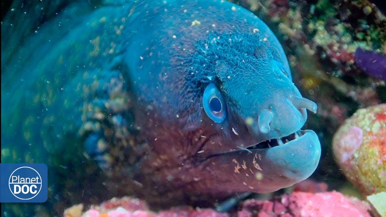 Mediterranean Sea - Full Documentary - YouTube