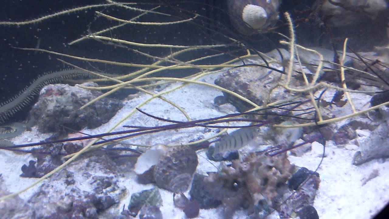 Rock Crab 3: The Revenge - YouTube