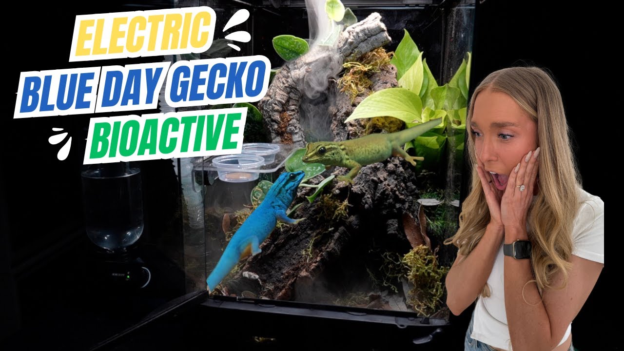 Electric Blue Day Gecko Bioactive Setup - YouTube