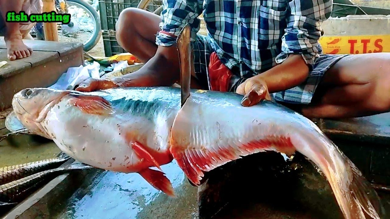 viral fish? popular pangash fish cutting. pangash fish.পাঙ্গাস মাছ কাটা ...