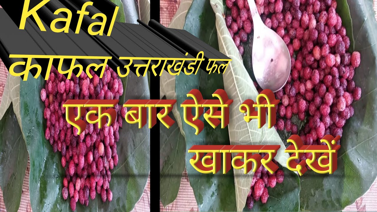 Uttarakhandi Fruit Kafal || Benefits of Kafal || Aise Khaye ki Man Ko ...