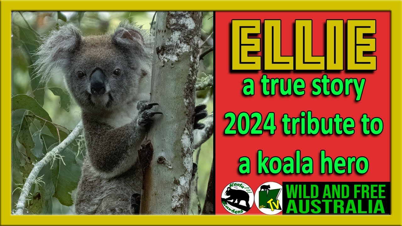 ELLIE 🐨 ️ 2024 | Tribute to a true koala hero - YouTube