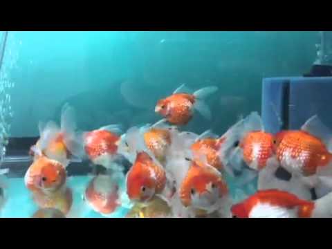 PearlScale Goldfish - YouTube