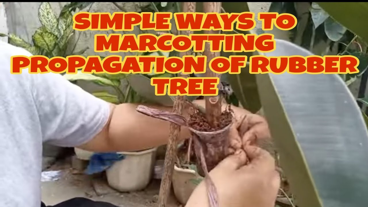 RUBBER TREE MARCOTTING PROPAGATION - YouTube