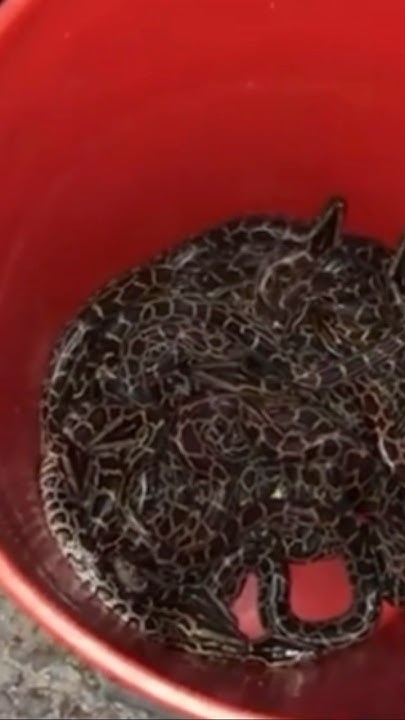 Bucket full of baby Burmese Pythons! - YouTube