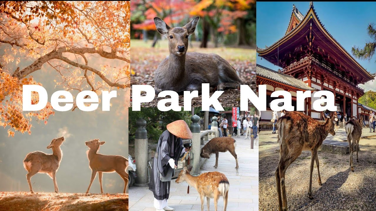 Enjoyable Deer Park || Nara || Osaka || Japan - YouTube