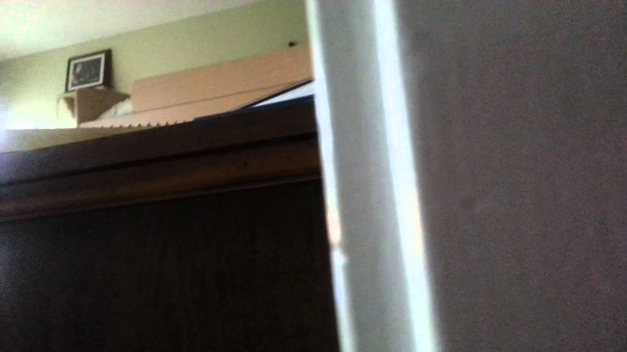 Mischief the raven - YouTube