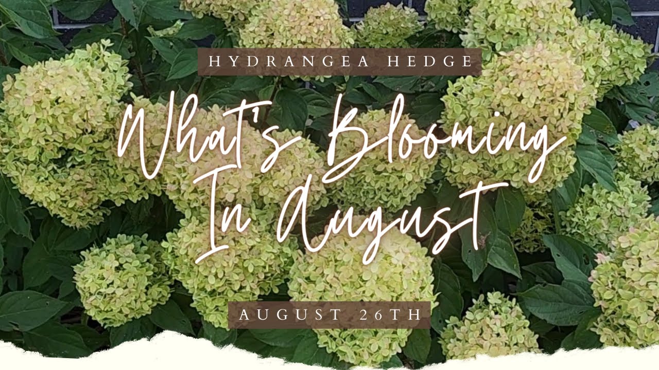 Fridays Weekly Garden Update, What's Blooming at The end of August In ...