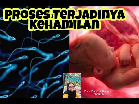 Proses Terjadinya Kehamilan