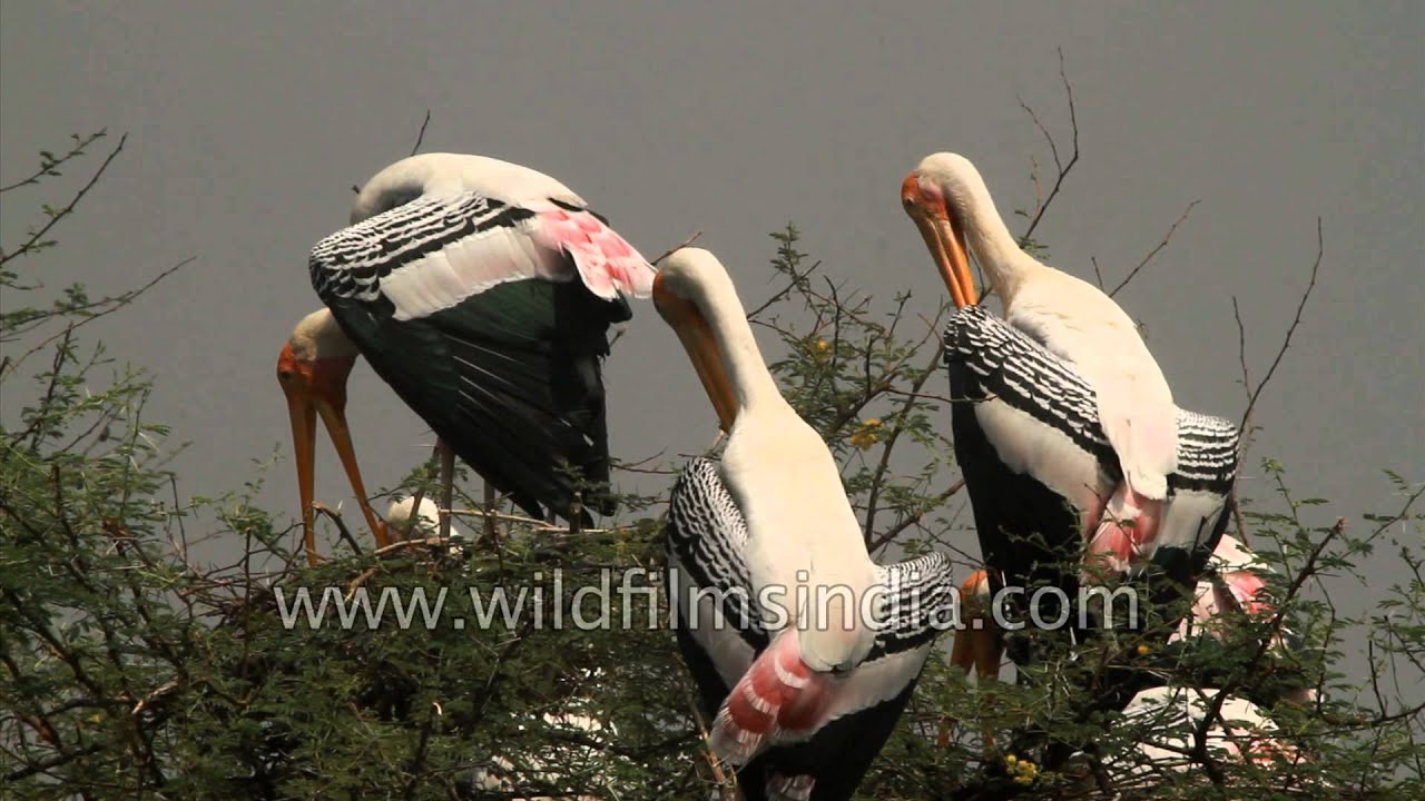 Painted storks at their nesting site in Bharatpur, Rajasthan - YouTube