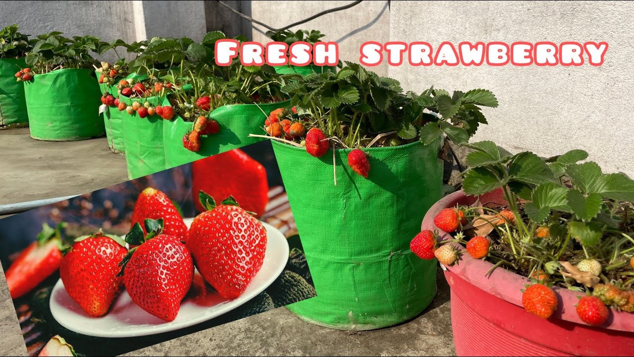 Terrace gardening of strawberry in India || Full organic strawberry ...