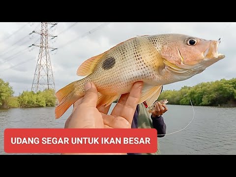 MANCING SAAT ARUS MATI KEKAT ATAU KONDA. mancing Belawan terbaru, muara ...