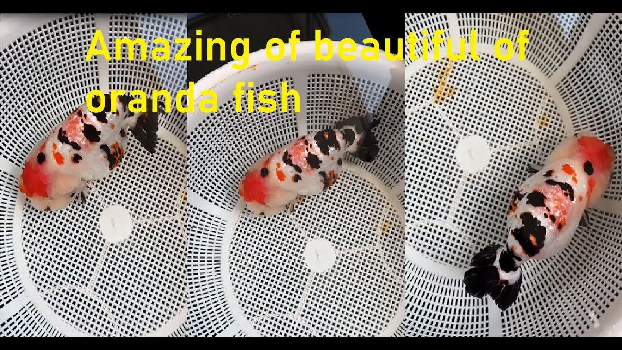 #74 Amazing Aquarium life of beautiful Goldfish - YouTube