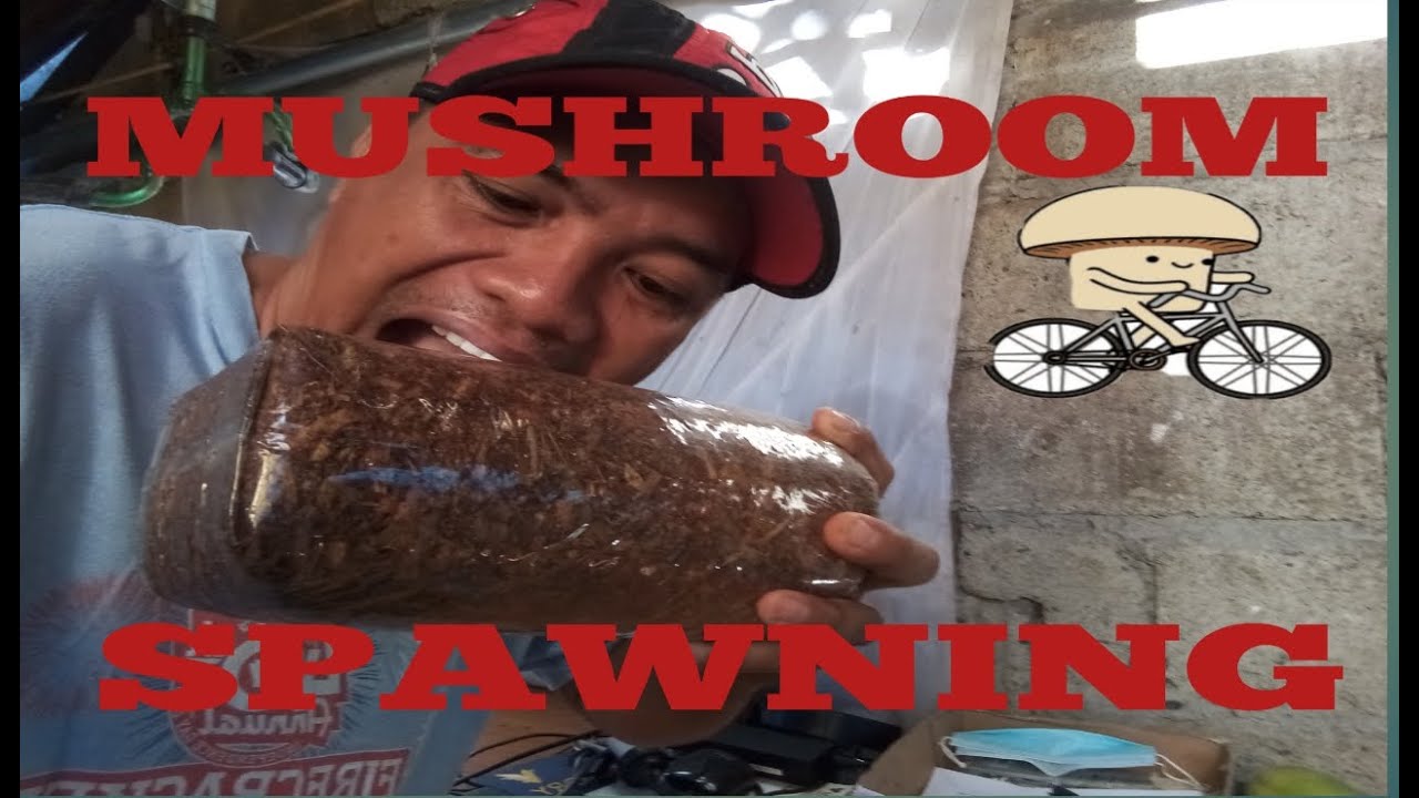 EPISODE 19 / PAGTADTAD NG DAYAMI / PAGTATANIM NG MUSHROOM SPAWN / BUHAY ...