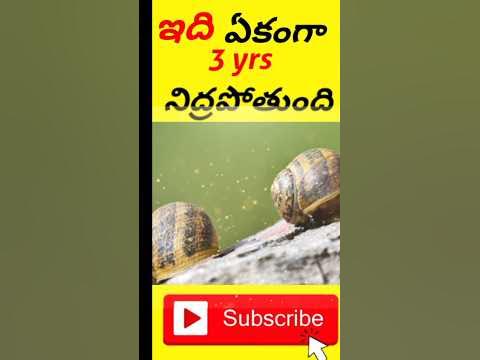 Top 3 interesting facts in telugu||#shorts #shortsfeed #factsintelugu #interestingfacts #facts ...