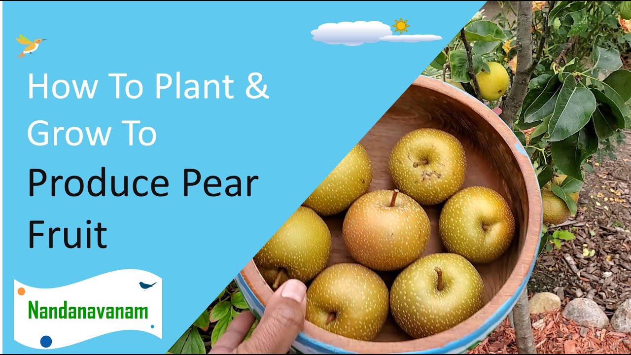 How to Plant, Grow and Harvest Pears 🍐🍐🍐 in your Garden 🏡 - YouTube