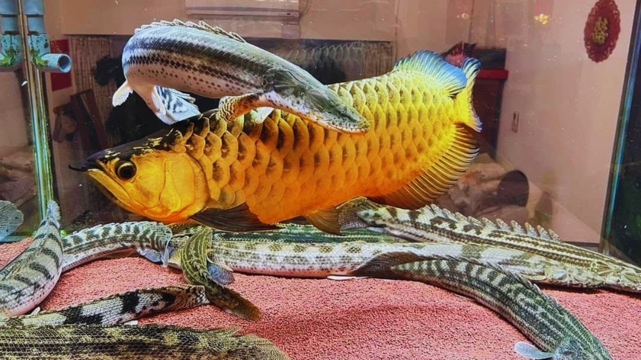 Top 9 Rare Moments of Golden Arowana in Monster Cichlids Tank - YouTube