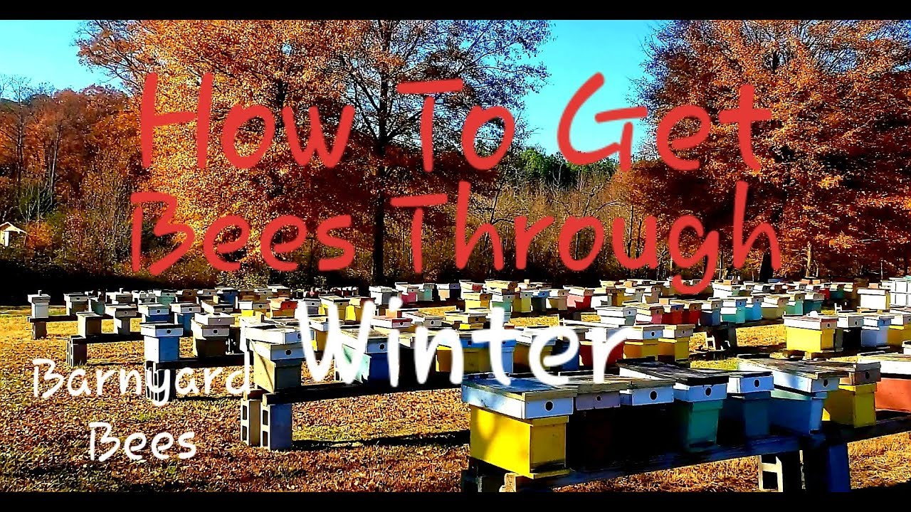 How To Get Bees Through Winter, This Works!!! - YouTube