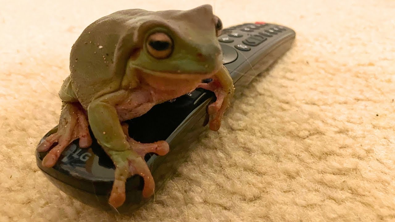 How To Take A Frog Off a TV Controller - YouTube