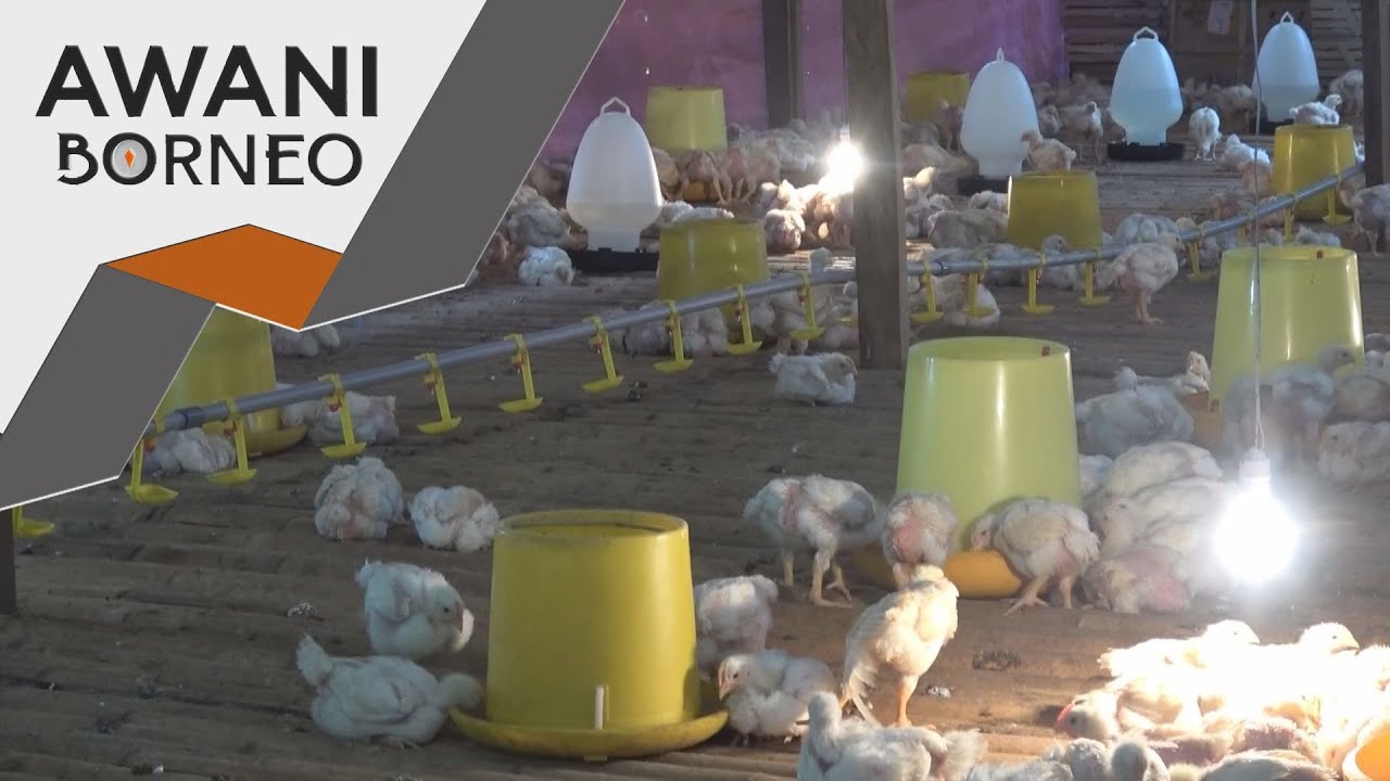 Pengusaha baharu kongsi kos operasi mahal - YouTube