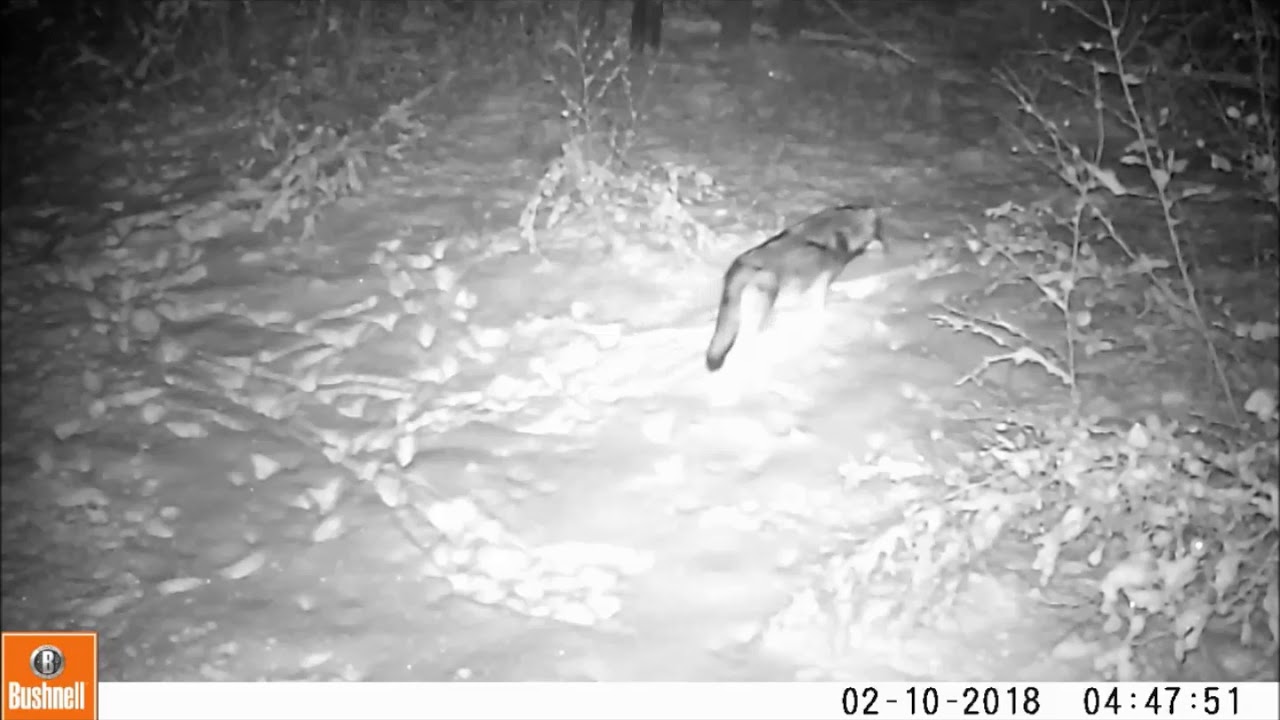 Wolf Scat Ridge Aerial View Wolves May 10 2020 - YouTube