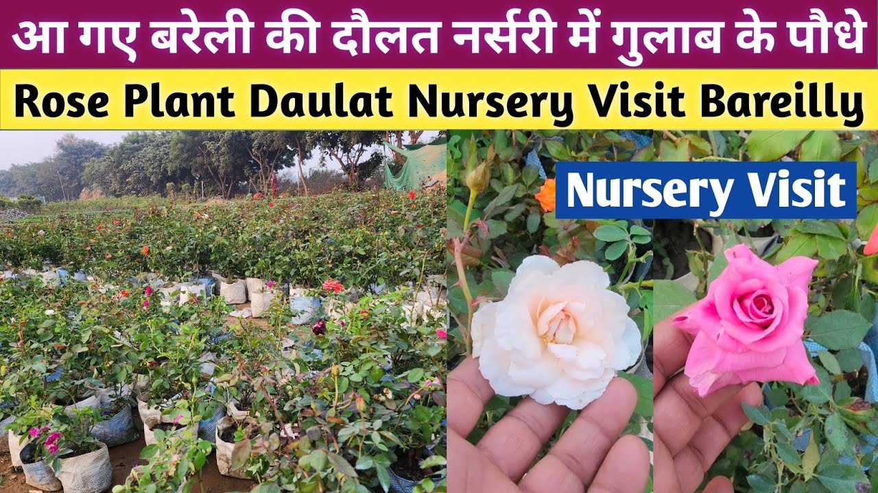 Rose plant nursery visit Bareilly🌹Daulat Nursery Visit Bareilly🌹 ...
