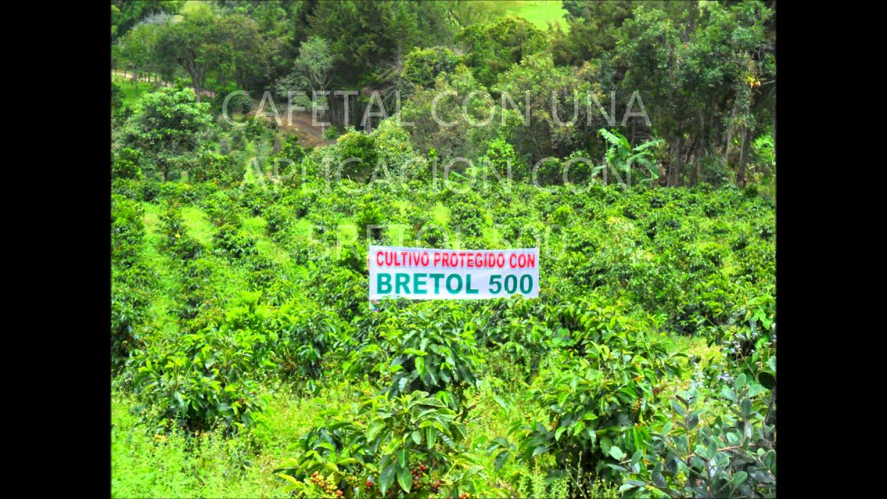 PRODUCTO ORGANICO BRETOL 500 CAFETERO............... - YouTube