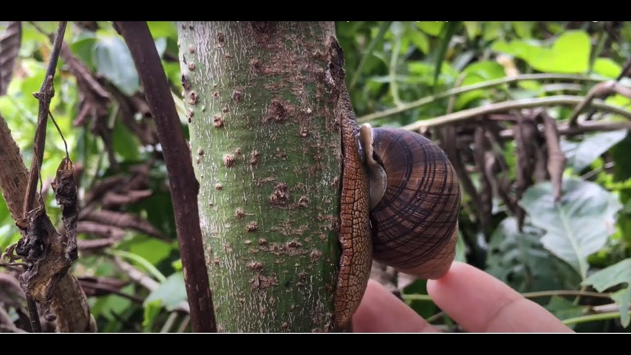#02: Turiok/Taklong sa Bukid (Tree Snail) | Buhay Probinsya | Slow Life ...