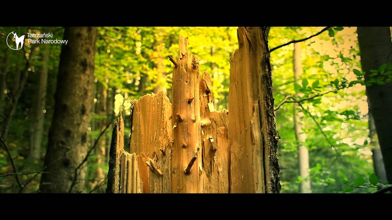DRZEWA - film - YouTube