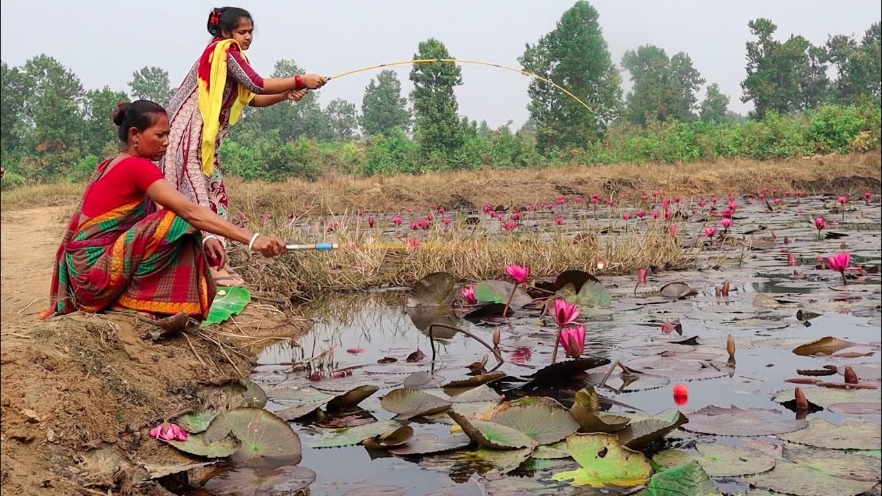 শাপলা পুকুরে মাছ ধরা || Fishing in Shapla Pond 🐟🎣🐟 #shapla #rodfishing ...