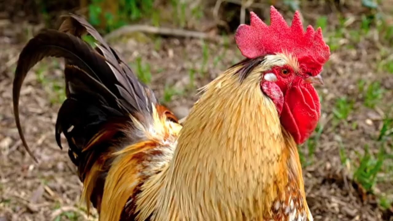 Rooster Crowing Compilation Plus - Rooster crowing sounds Effect 2023 ...