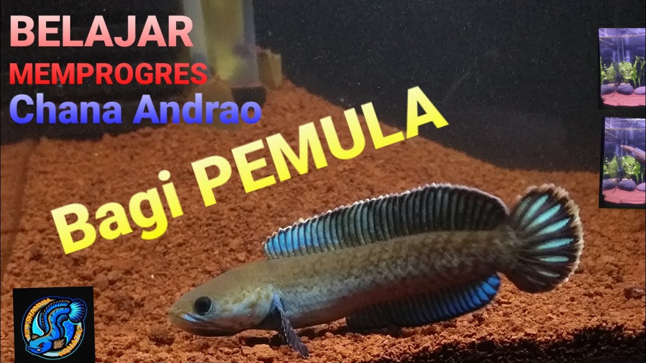 PROGRES CHANA ANDRAO!!! #chanaindonesia #hobichanna #andrao # ...