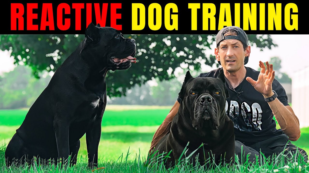 REACTIVE Dog Training For CALM Behaviour Cane Corso - YouTube