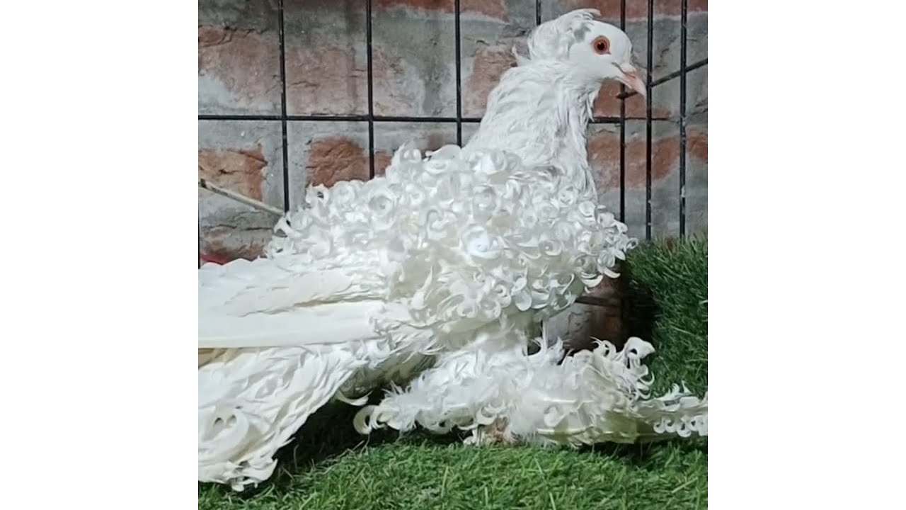 Frillback Pigeon of Pakistan|| White Frillback Grazzle Frillback ...