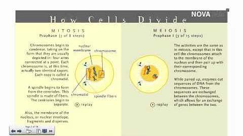 IB Biology (New Syllabus) Topic 10 - Genetics and evolution - YouTube