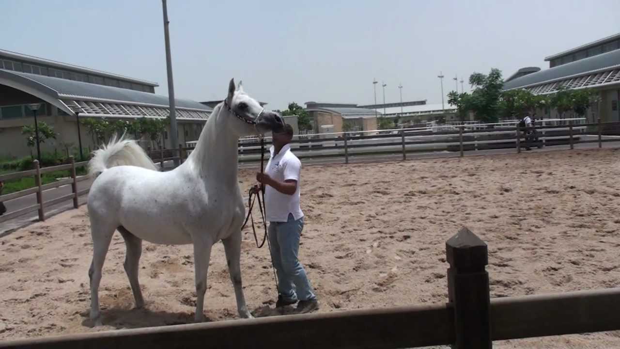 Al Shaqab, Qatar Foundation's equestrian centre 2 - YouTube