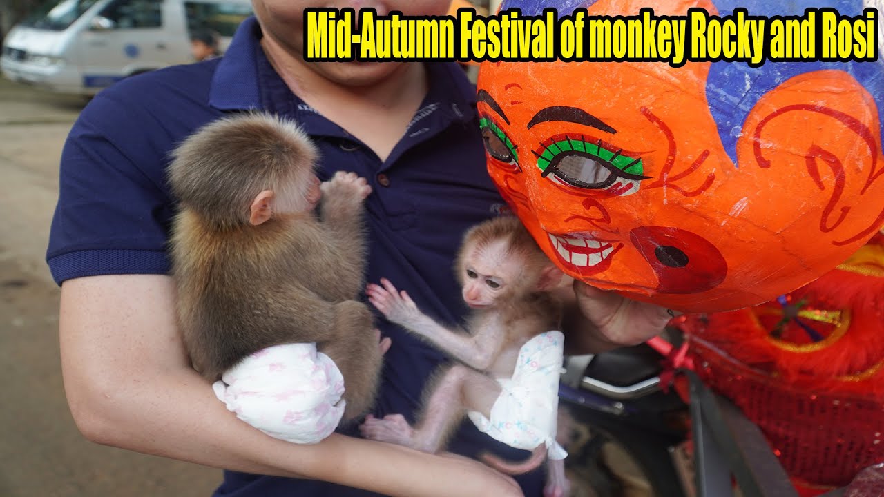 Experience the exciting mid autumn festival of monkeys Rocky and Rosi ...