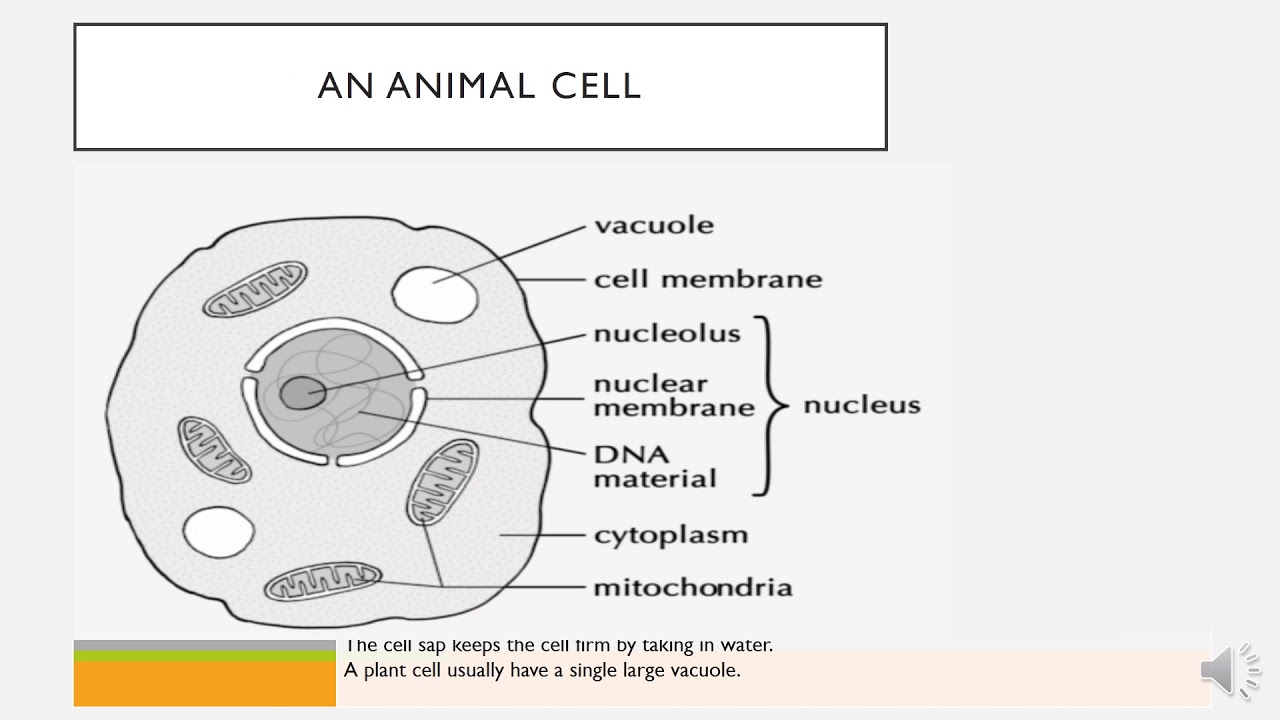 Chapter 1 From Cell To Organism Lecture Video 2 - YouTube