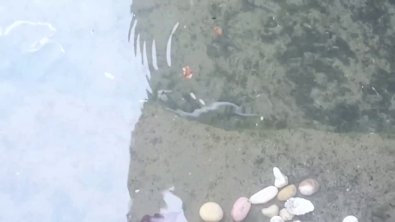 Angulas urumea, Angula criada hasta convertirse en una preciosa anguila ...