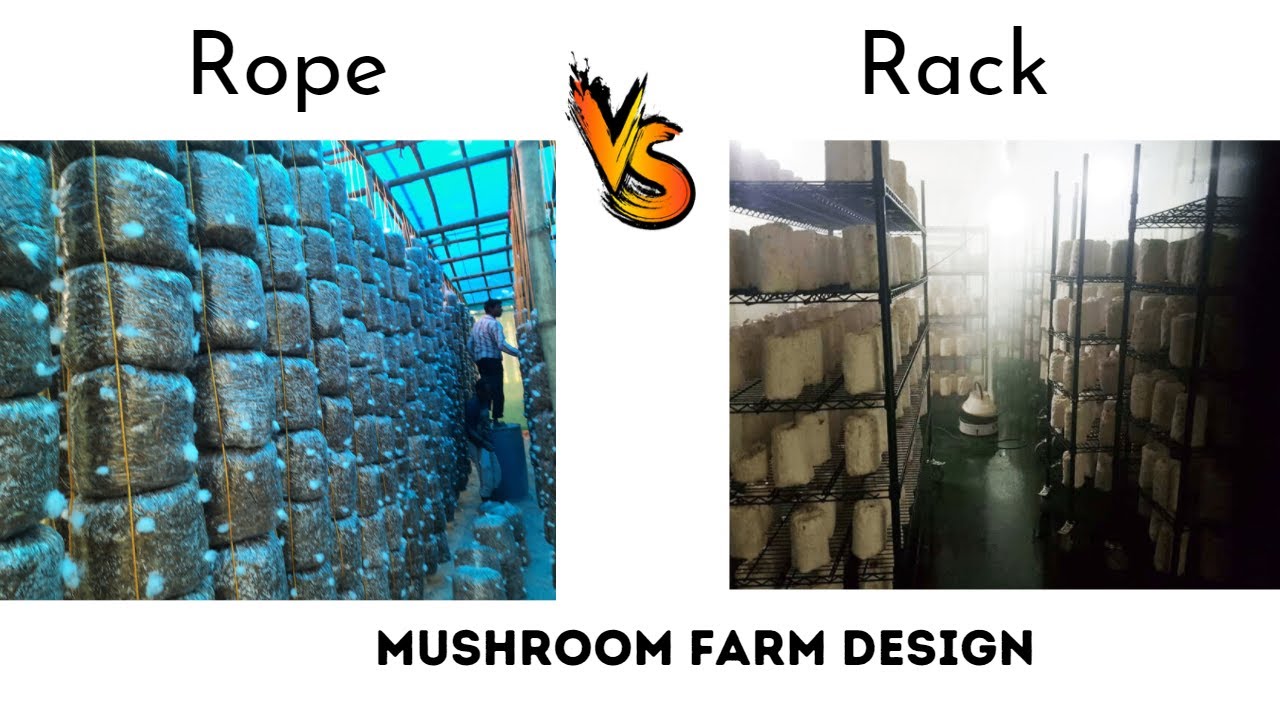 Rope Vs Rack in Mushroom Farm structure || Which one to choose ? Design ...