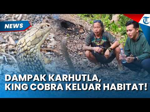 Terkulai Lemas Kepanasan! Momen King Cobra Raksasa Mendadak Diam Saat Disiram Air di tengah Karhutla