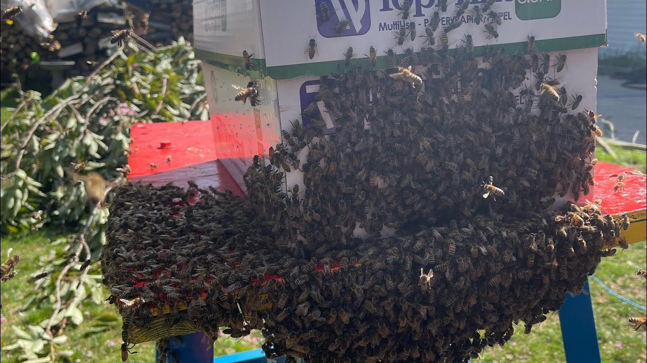 UNBELIEVABLE FOOTAGE OF A MASSIVE SWARM CAUGHT ON TAPE IN 4K! - YouTube