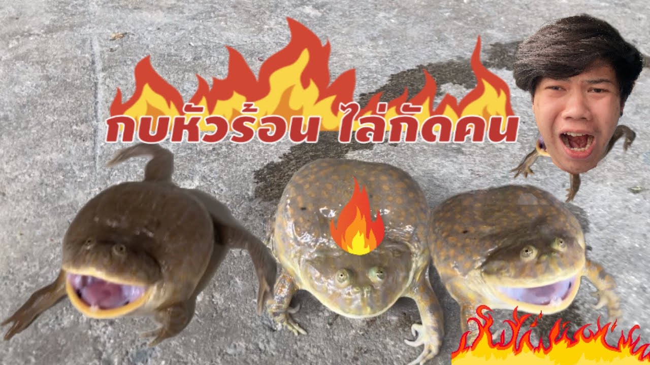 กบหัวร้อน จ้องจะเล่นคุณอยู่ (Budget Frog) #กบ #กบยิ้ม #Budget Frog ...
