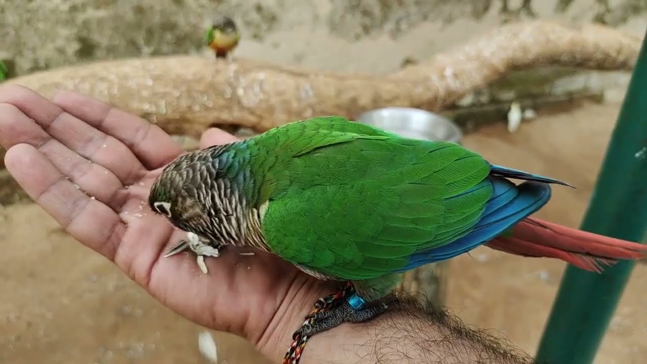 Prani |Bengaluru | Birds|Turkey |Parrot - YouTube