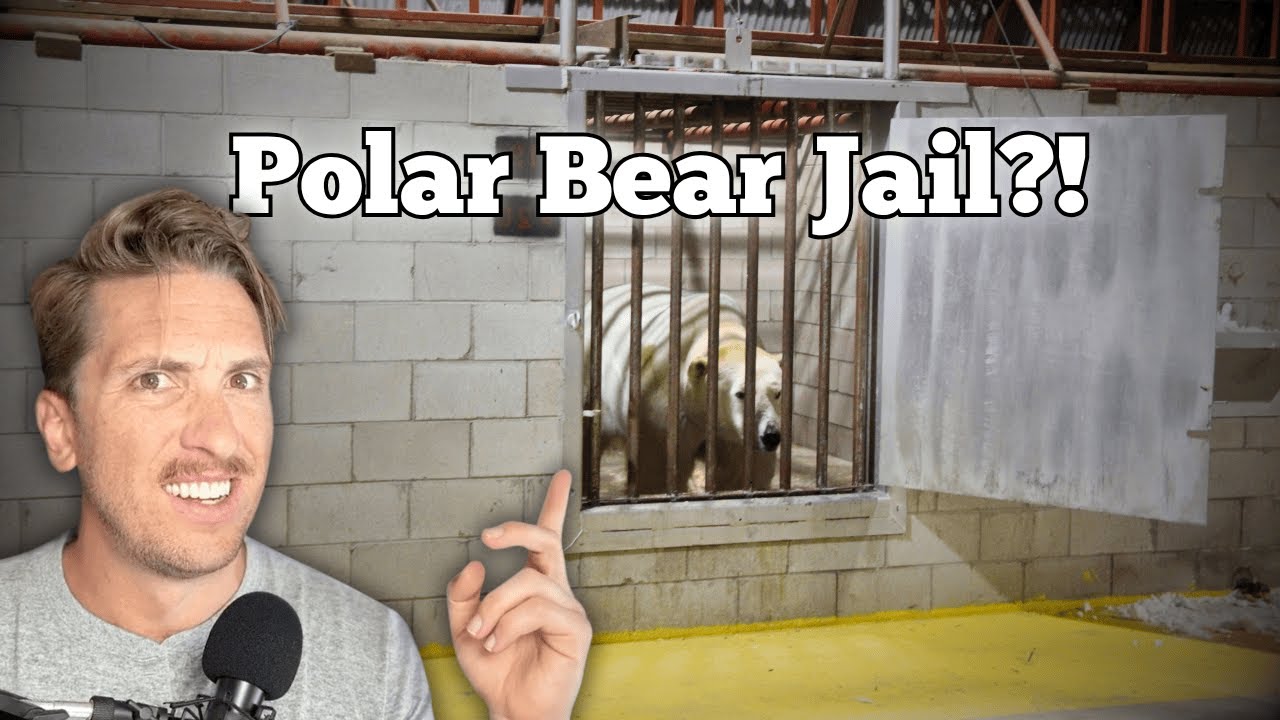 Why Canada Has a Polar Bear Jail - YouTube