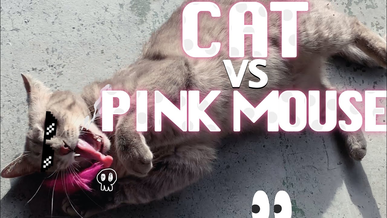 CAT VS PINK MOUSE - cat plays with toy mouse | cats video | cat meowing ...