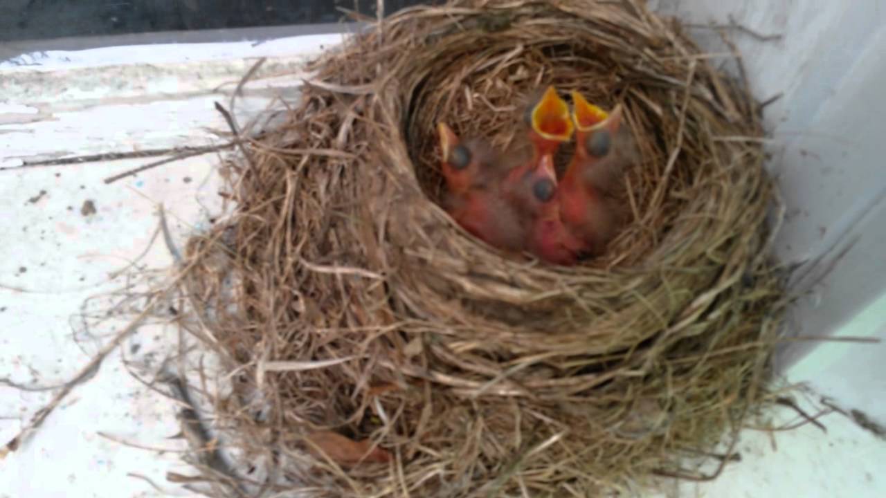 Baby robins on our window sill - YouTube