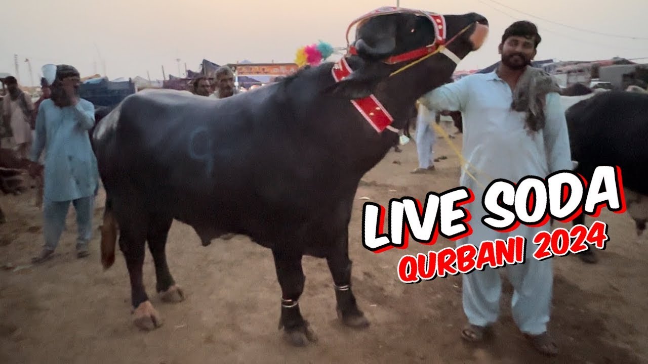 Sanda Qurbani 2024 Lahore Mandi Maveshi Shahpur Kanjra - Bakra Eid in ...