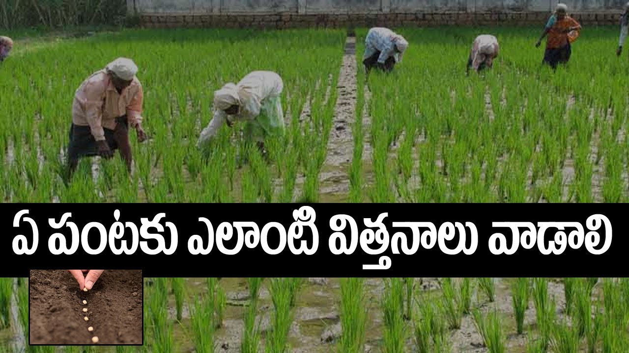 Agricultural Seeds || Farming Seed Selection and Storage Techniques ...