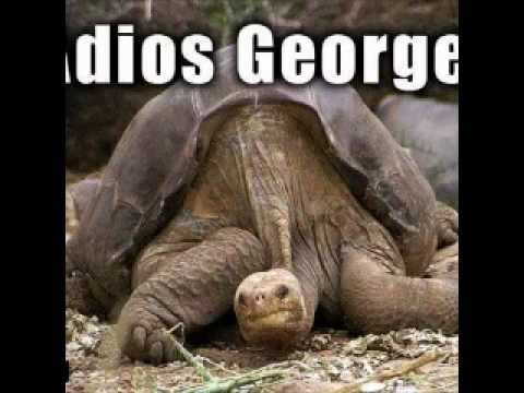 muerte de la tortuga gigante de galapagos george .wmv - YouTube